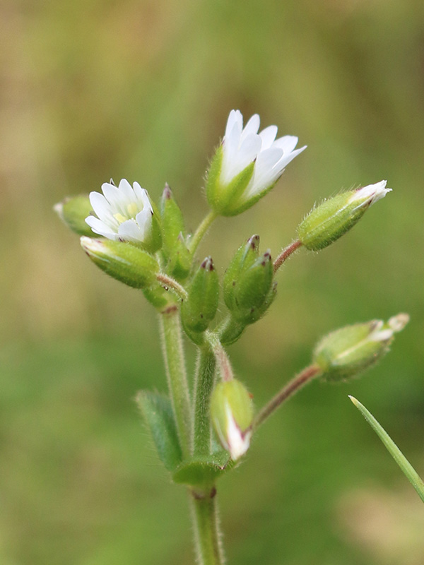 Common Mouse-ear | Froyle Wildlife
