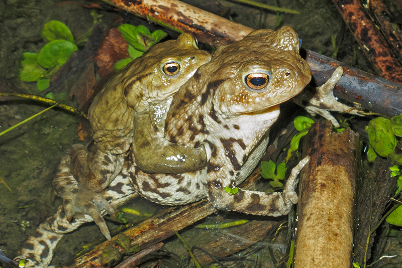 Biodiversity | Froyle Wildlife